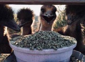 Emu Today & Tomorrow | The Magazine for Emu Farmers