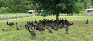 Fall 2024 Issue is now available! | Emu Today & Tomorrow